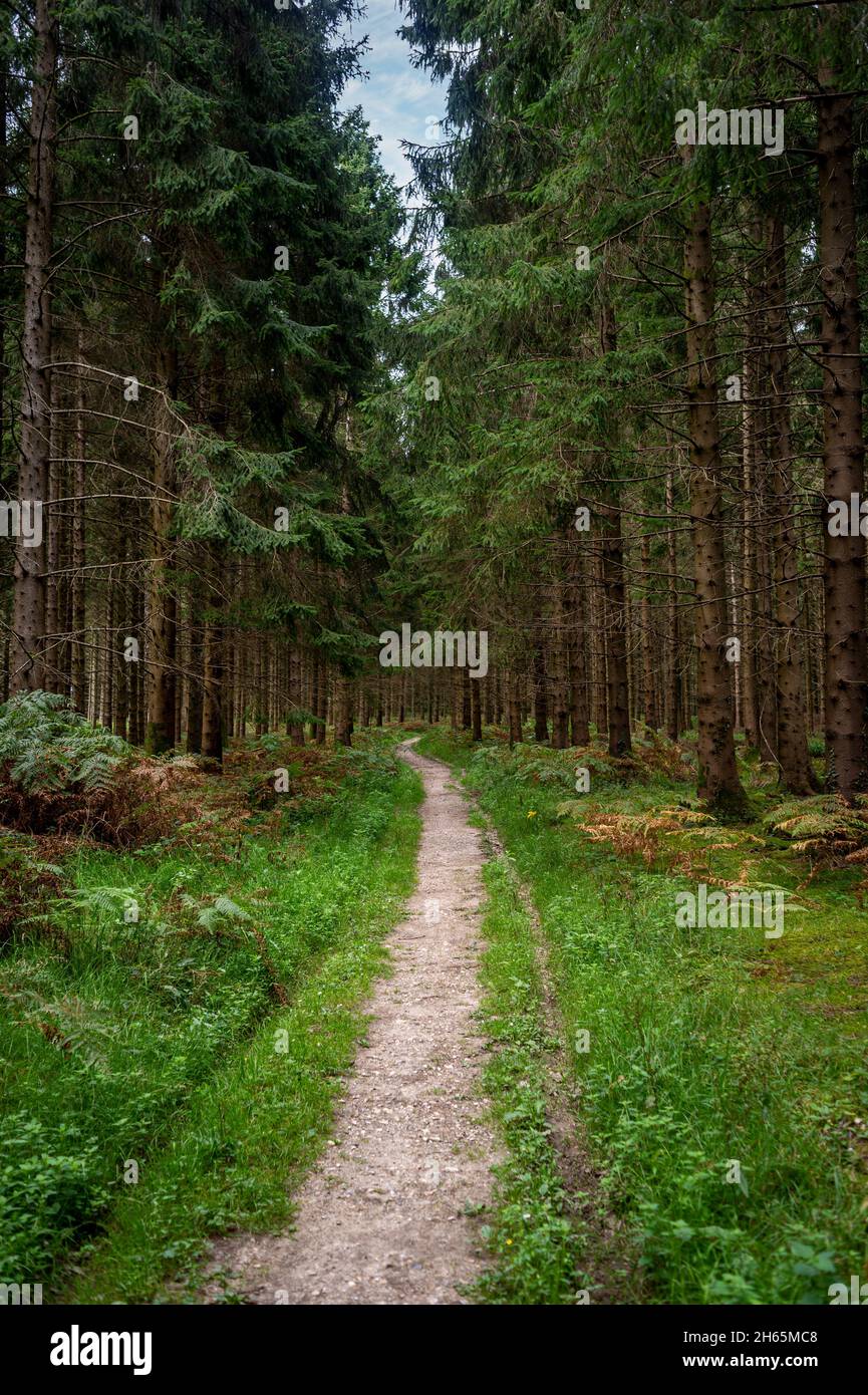 Dirt track through pine hi-res stock photography and images - Alamy