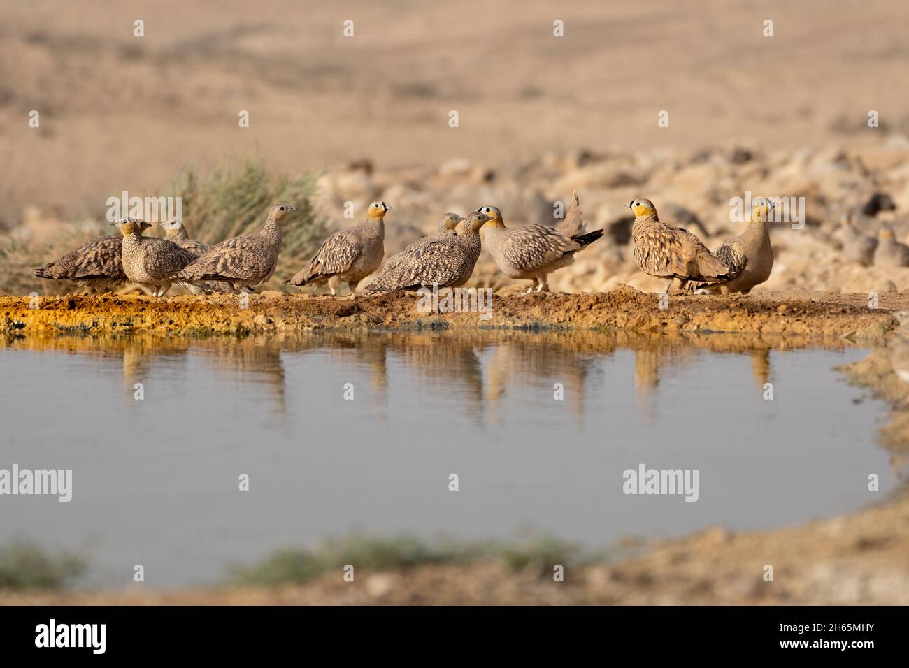 Flock of Crowned sandgrouse drinking water in the desert Stock Photo ...