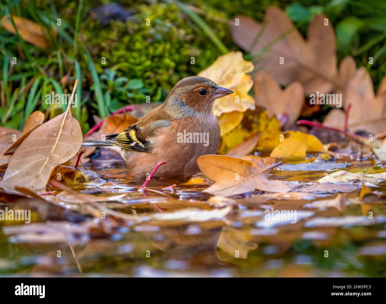 A finch bird sat down on a pond strewn with fallen leaves to swim and ...