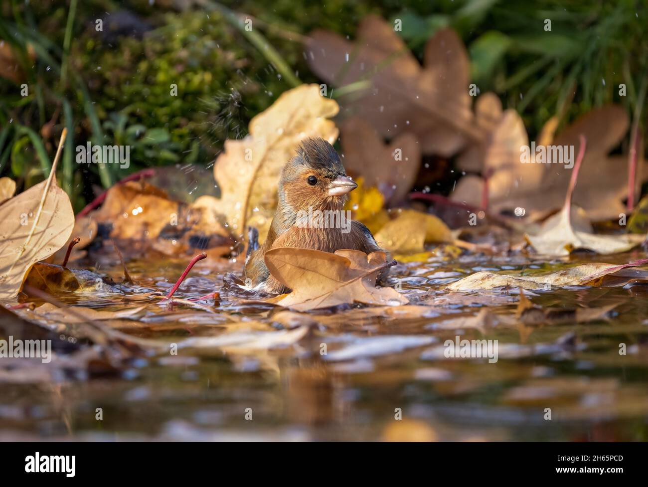 A finch bird sat down on a pond strewn with fallen leaves to swim and ...