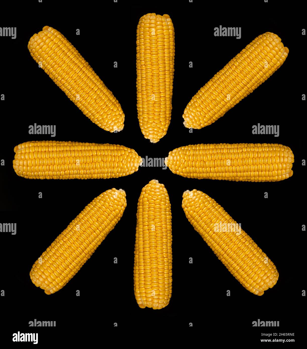 Heads of ripe corn, peeled from husk, folded in a circle on a black ...