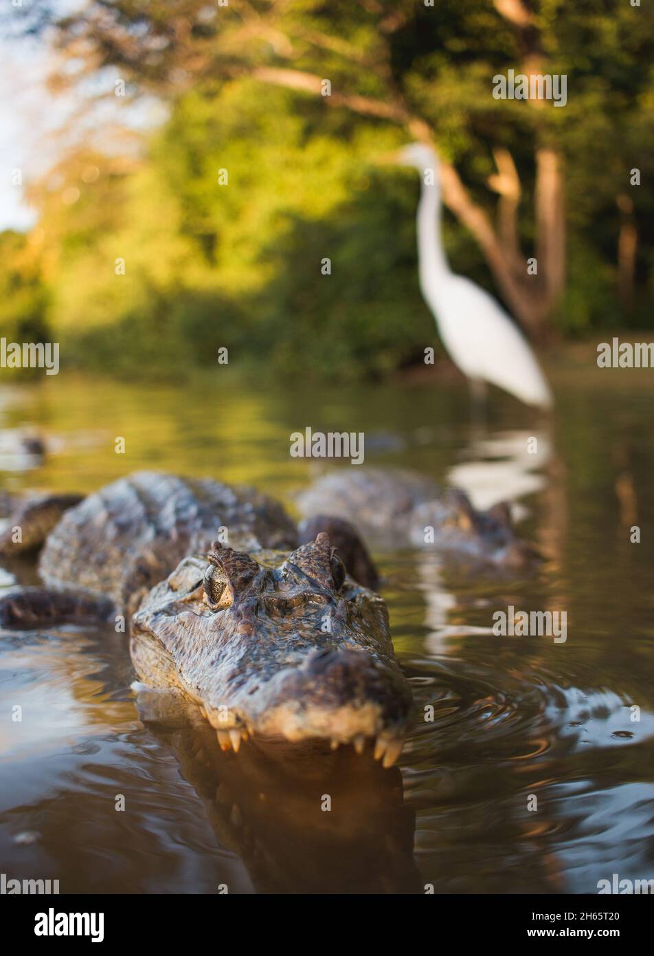 Closeup caimans smiling while floating in the water with herron in ...