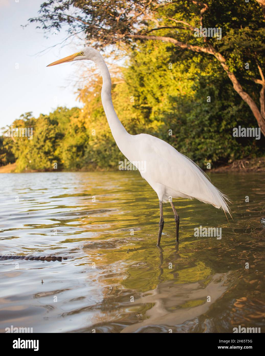 Egret picture hi-res stock photography and images - Alamy