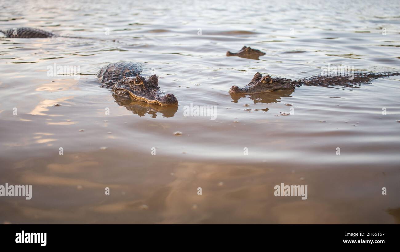 Closeup caimans smiling while floating in the water Stock Photo - Alamy