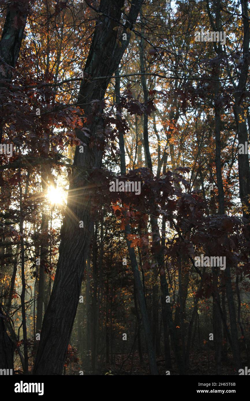 Light shining through trees hi-res stock photography and images - Alamy