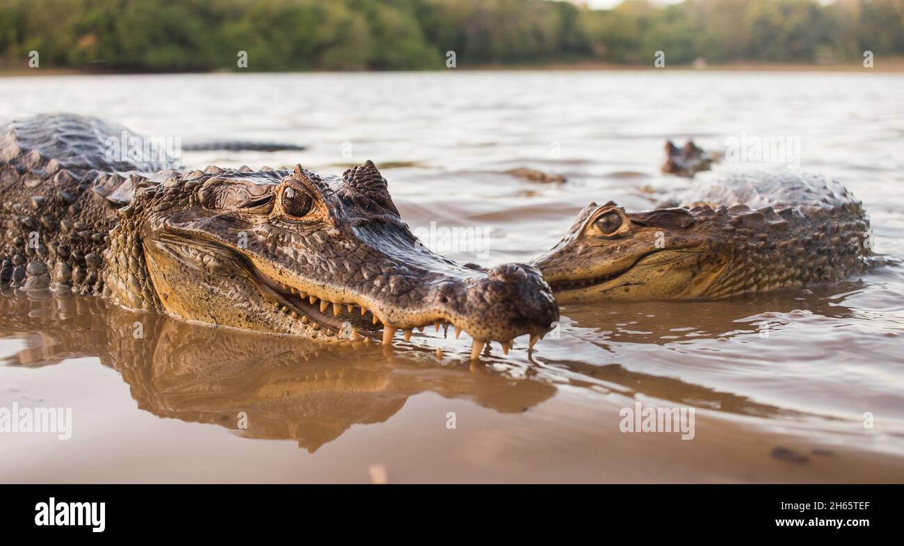 Closeup caimans smiling while floating in the water Stock Photo - Alamy