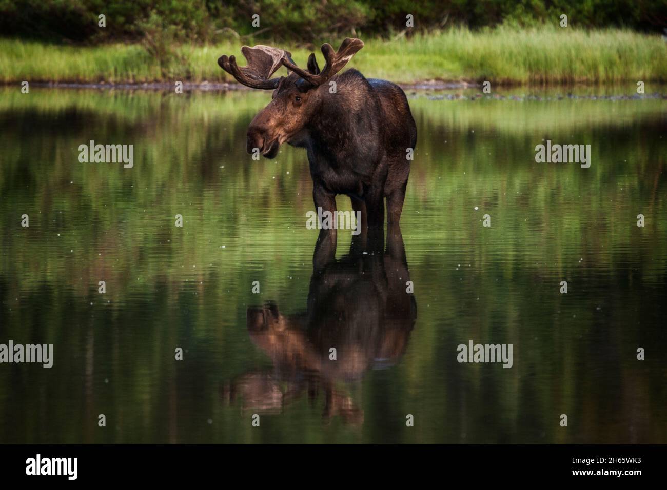 Iin the summer evening, visitors to the Man Glacier area of Glacier ...
