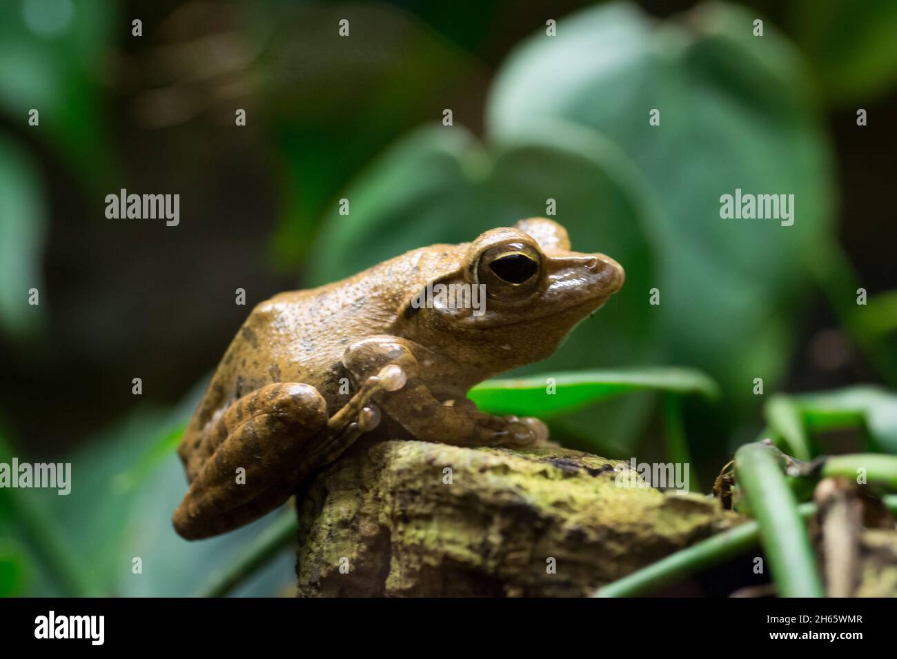 Selective focus shot of a tree frog Stock Photo - Alamy