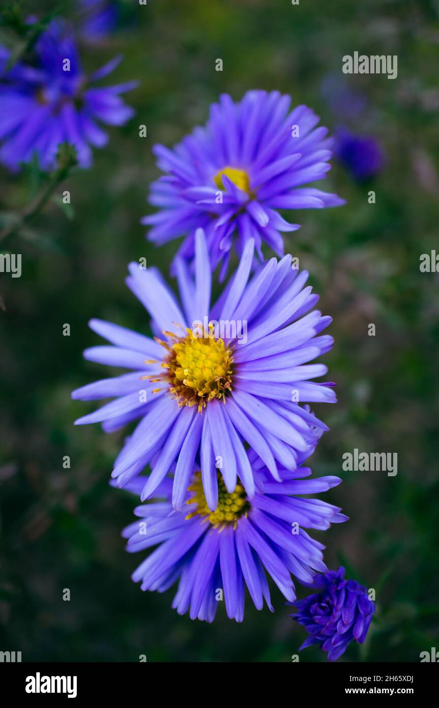 Vertical close-up shot of a beautiful Alpine Aster flower. Perfect for ...