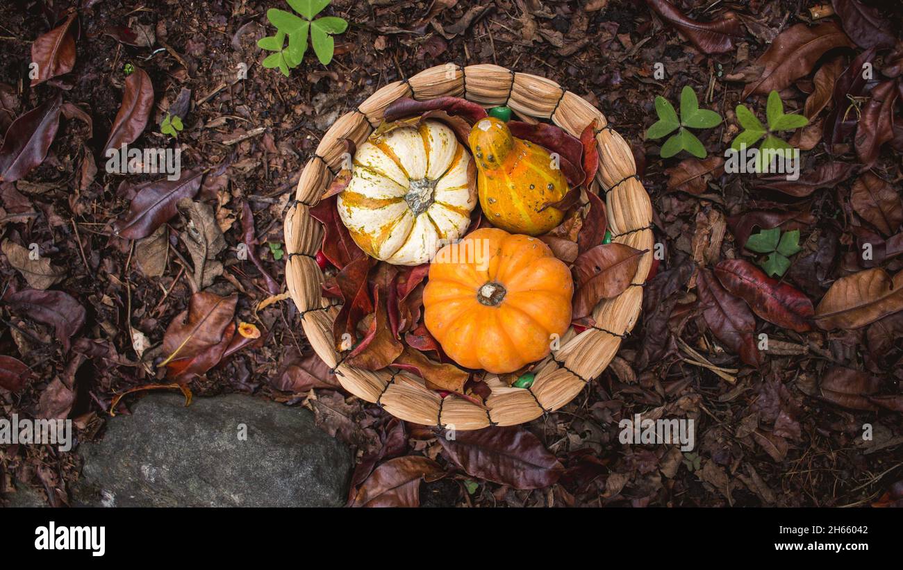 Fall autumn gourds, mini pumpkin, zapallo in basket with fallen leaves ...