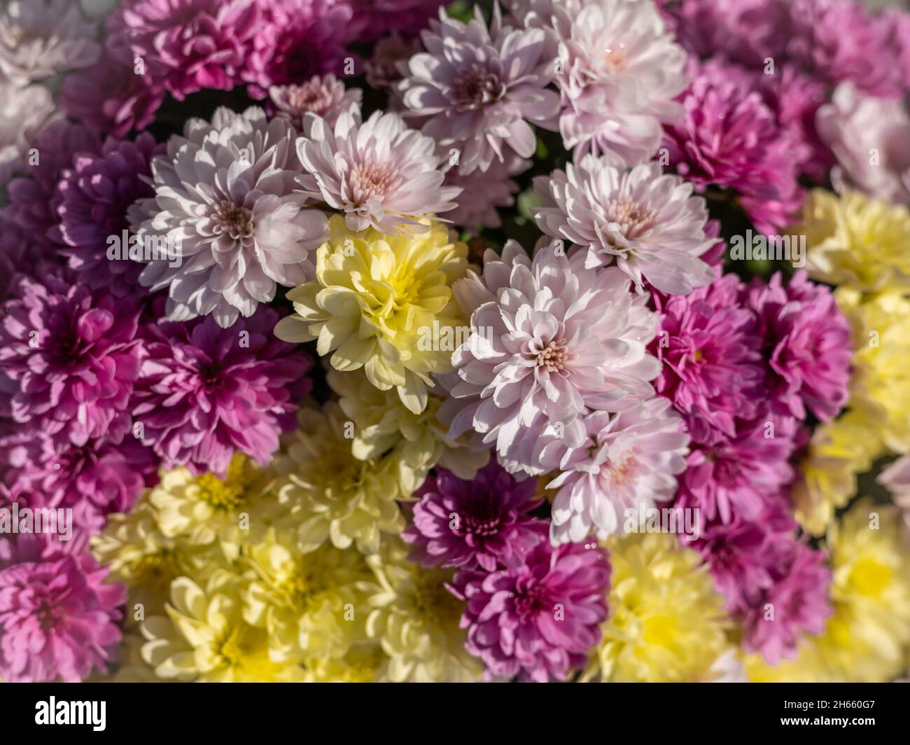 Colorful chrysanthemum flowers bouquet as background Stock Photo - Alamy
