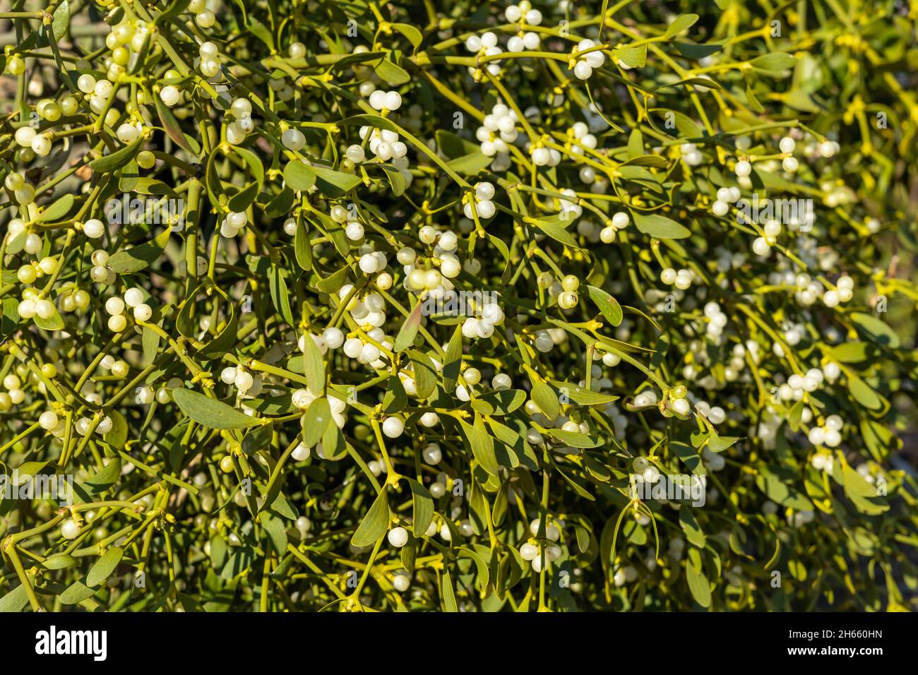 Mistletoe plant with many white berries as a winter Christmas ...
