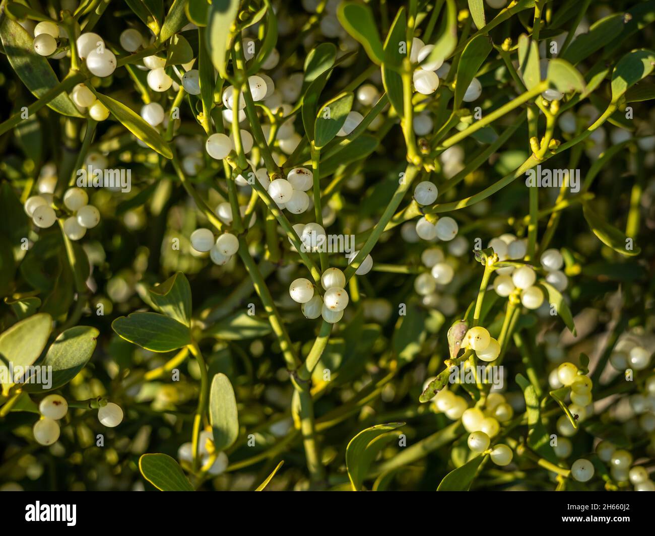 Real Mistletoe Plant