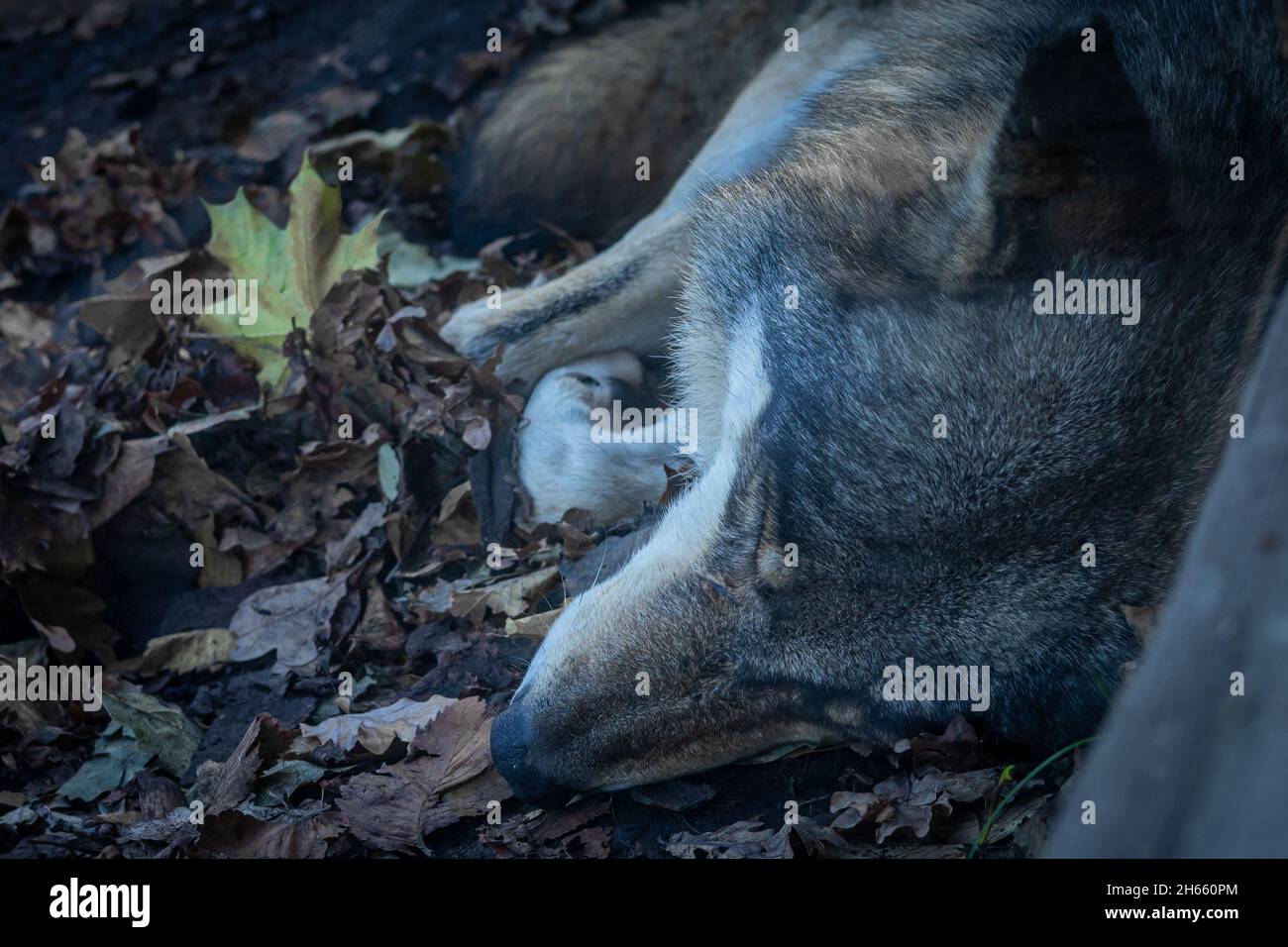 Sleeping wolf hi-res stock photography and images - Alamy