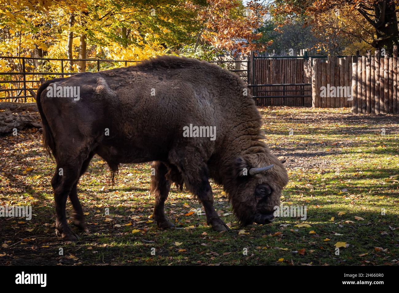 Adult male european bison in Wroclaw Zoological Garden in Poland ...