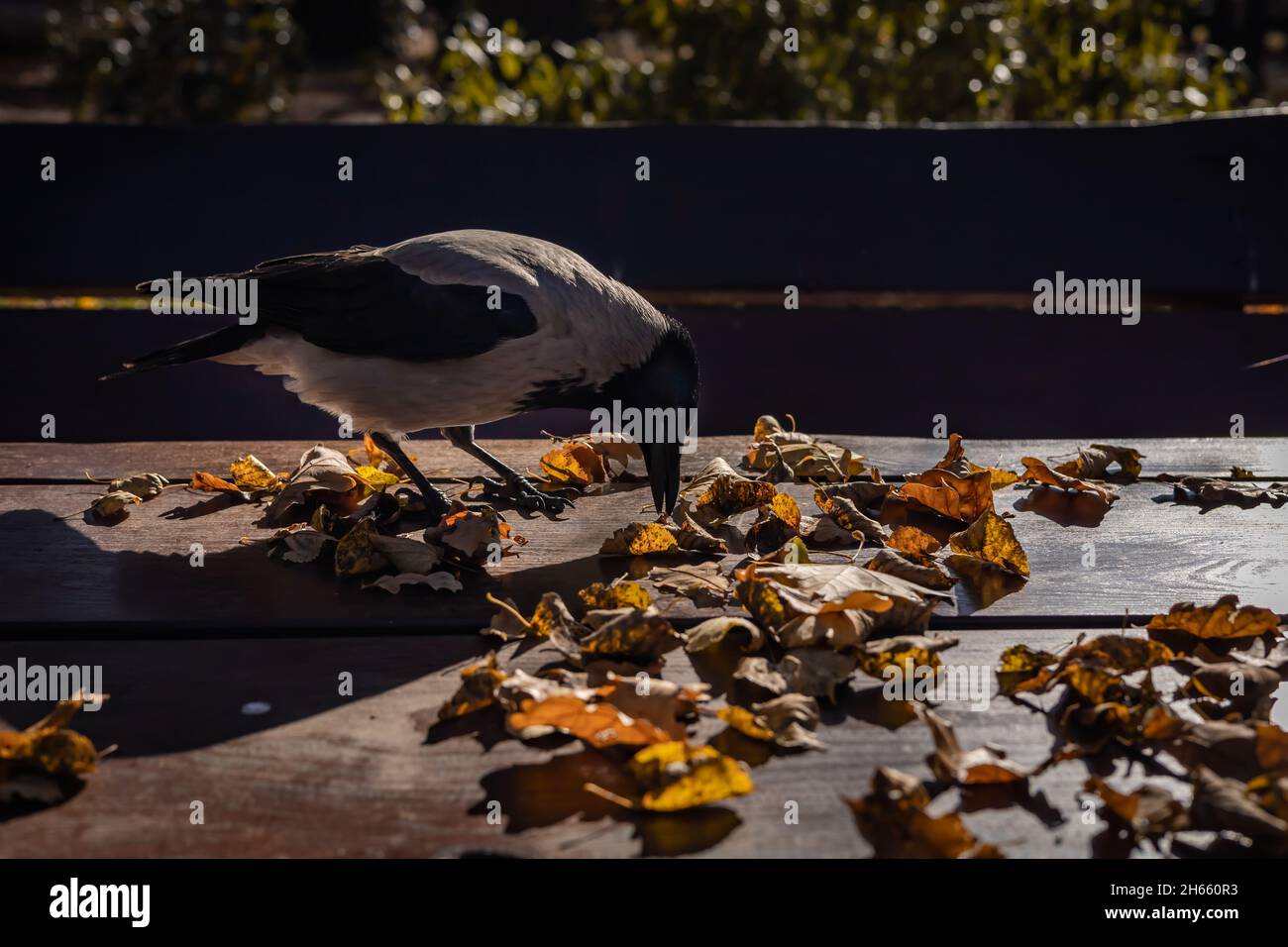 A hooded crow on a wooden table amongst dried yellow leaves. Autumn ...