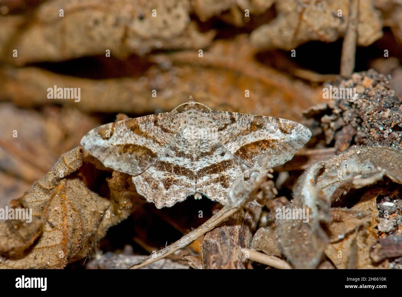 Moth camouflage hi-res stock photography and images - Alamy