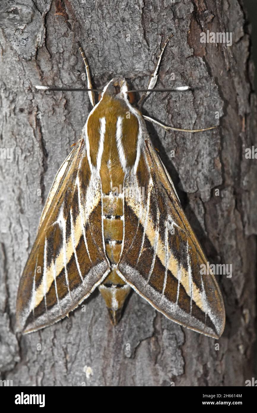 Striped Sphinx, Hyles livornica, moth Stock Photo - Alamy