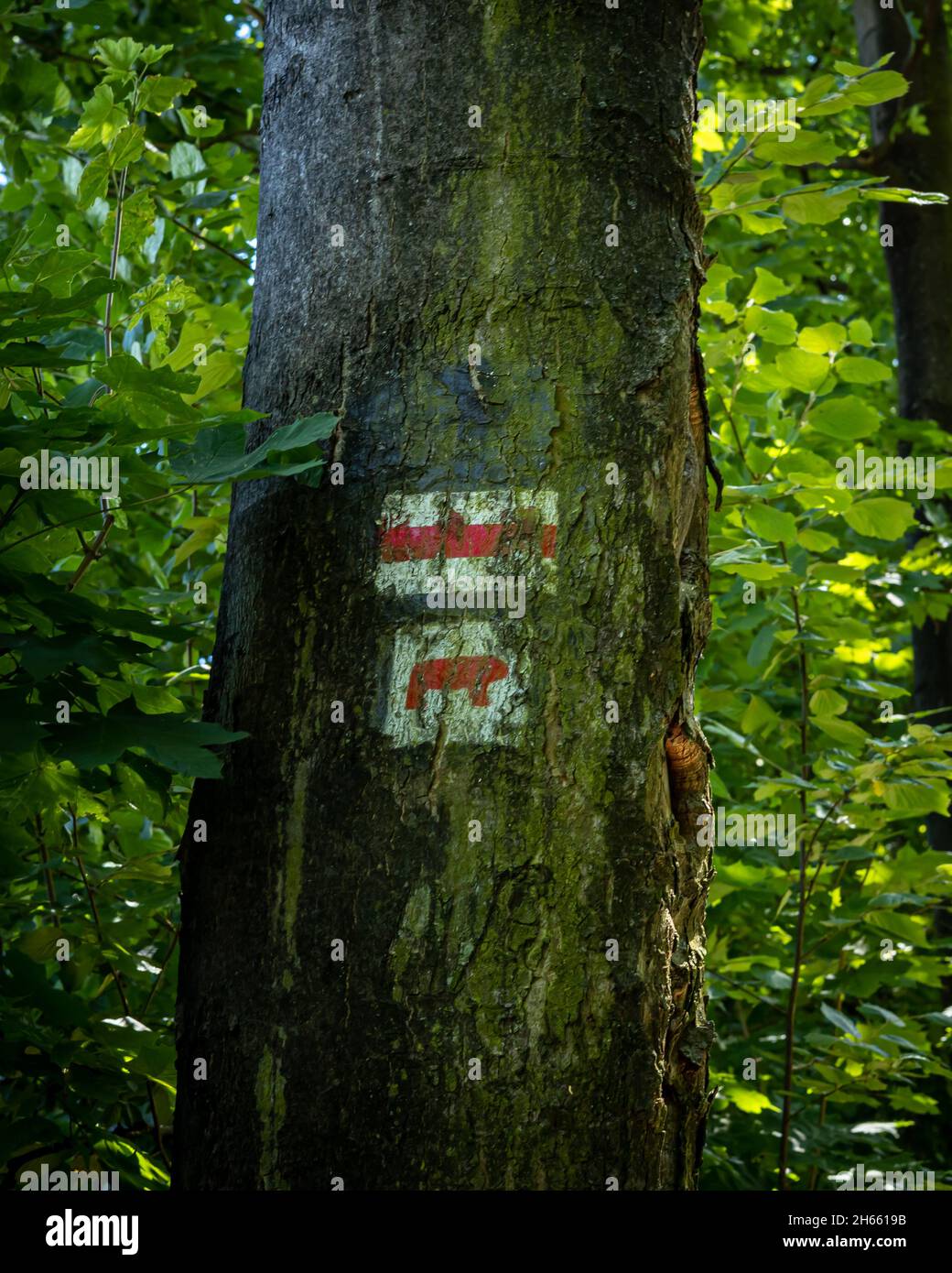 A red bear tourist trail on the tree. Sleza mountain, Sobotka, Poland ...