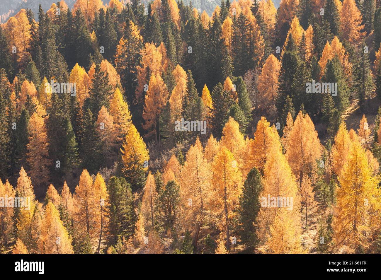 yellow larches and green pine trees at fall in the woods Stock Photo ...