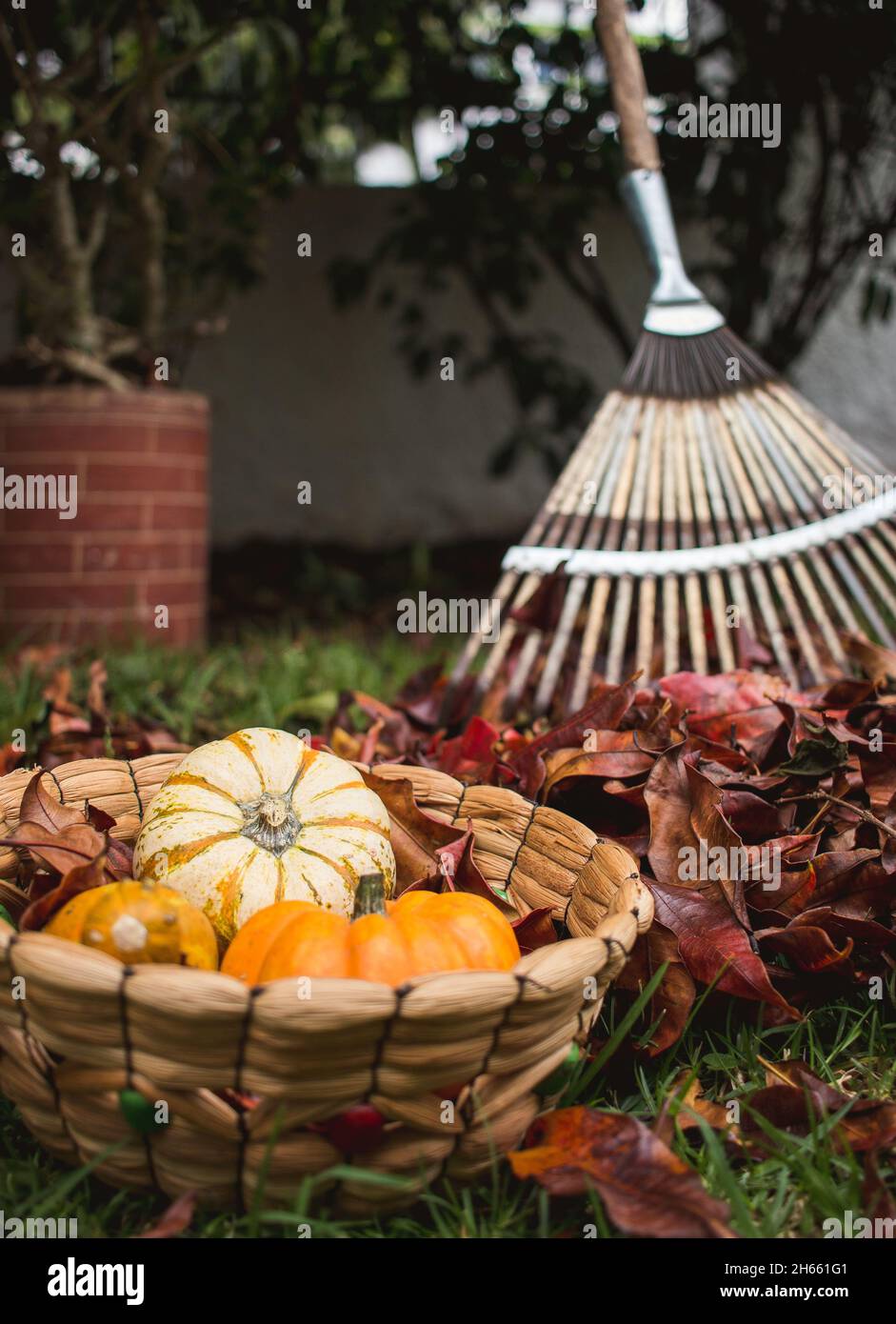 Mini leaves hi-res stock photography and images - Alamy