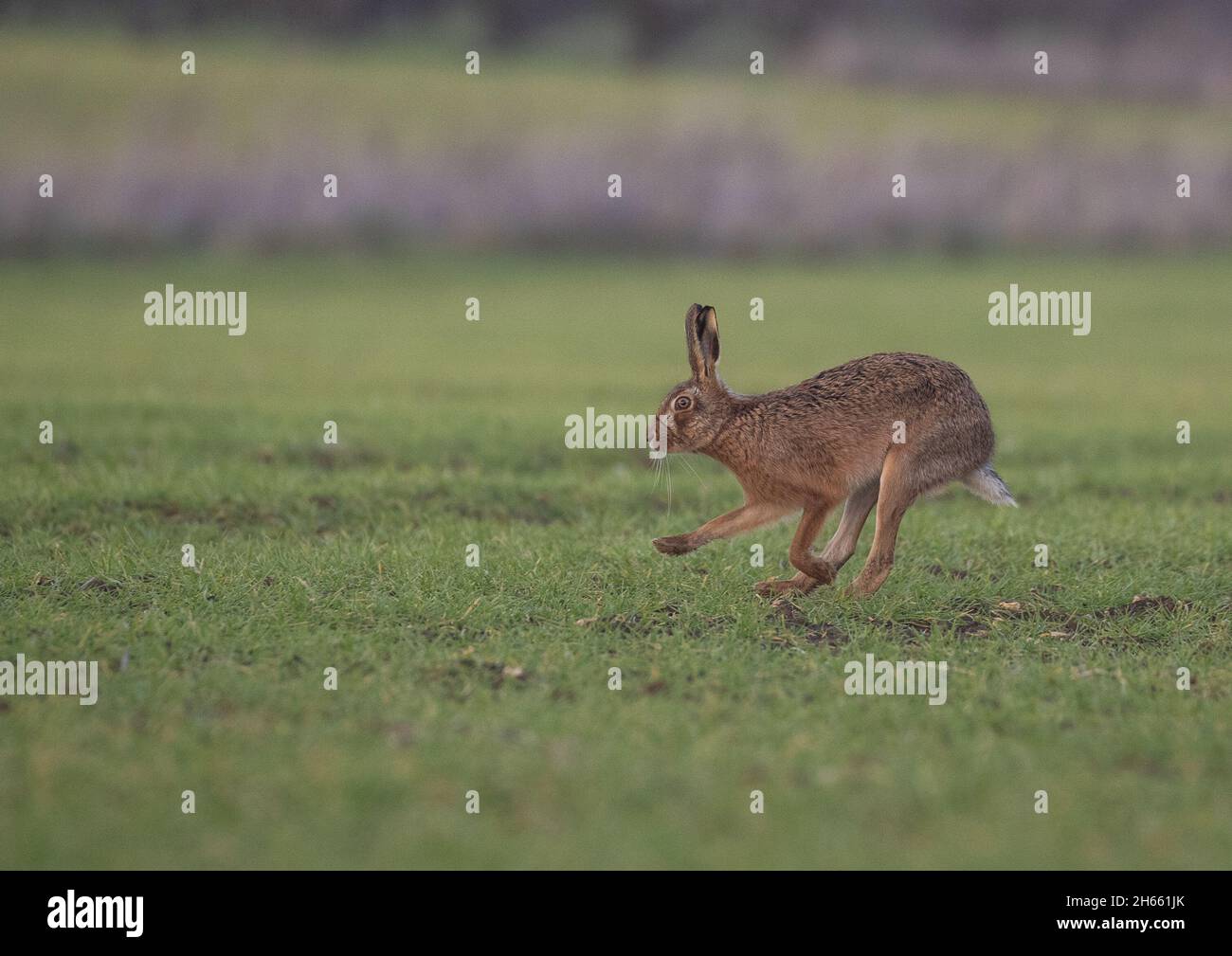 A Brown Hare running across a farmers wheat field. Showing how its long ...