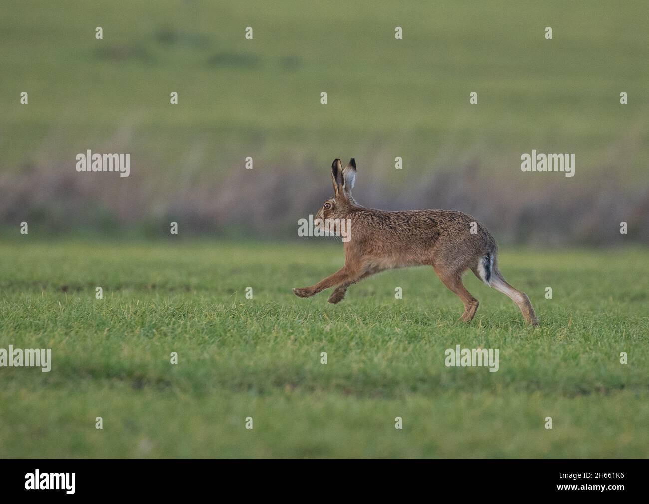 A Brown Hare running fast across a farmers wheat field. Showing how its ...