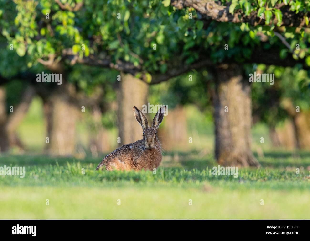 A wise old Brown Hare relaxing in the sun under the pear trees in the ...
