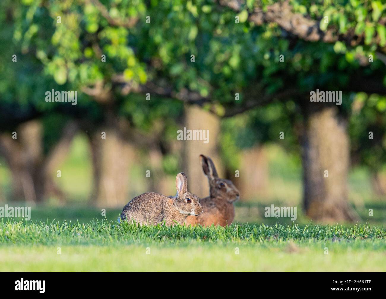 Spot the Difference a rabbit and a hare , side by side . Sitting in a ...