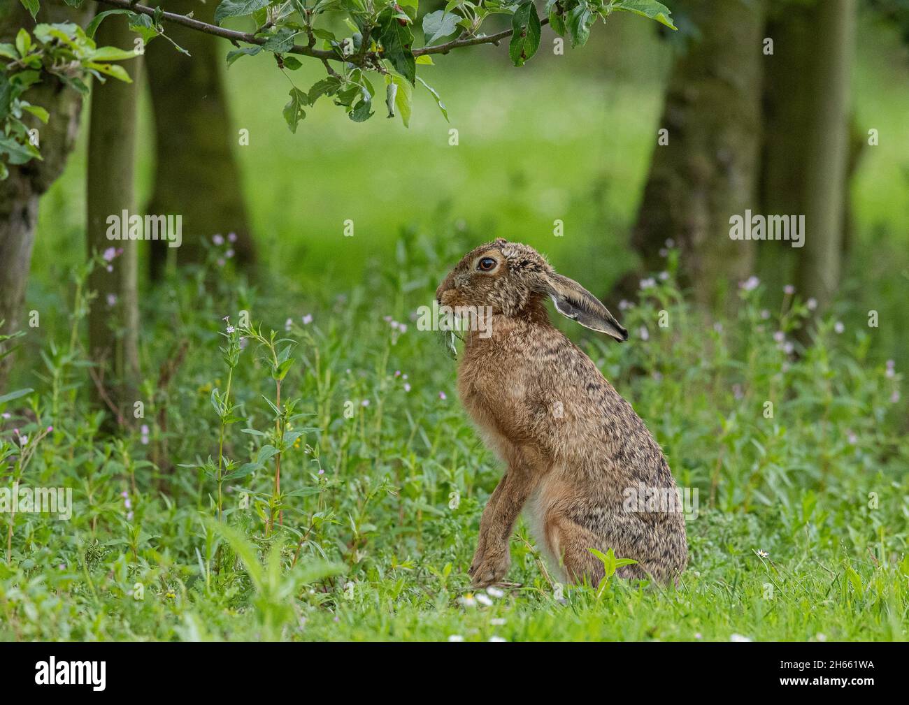 A cheeky young Browne Hare feeding on leaves from the apple trees in ...