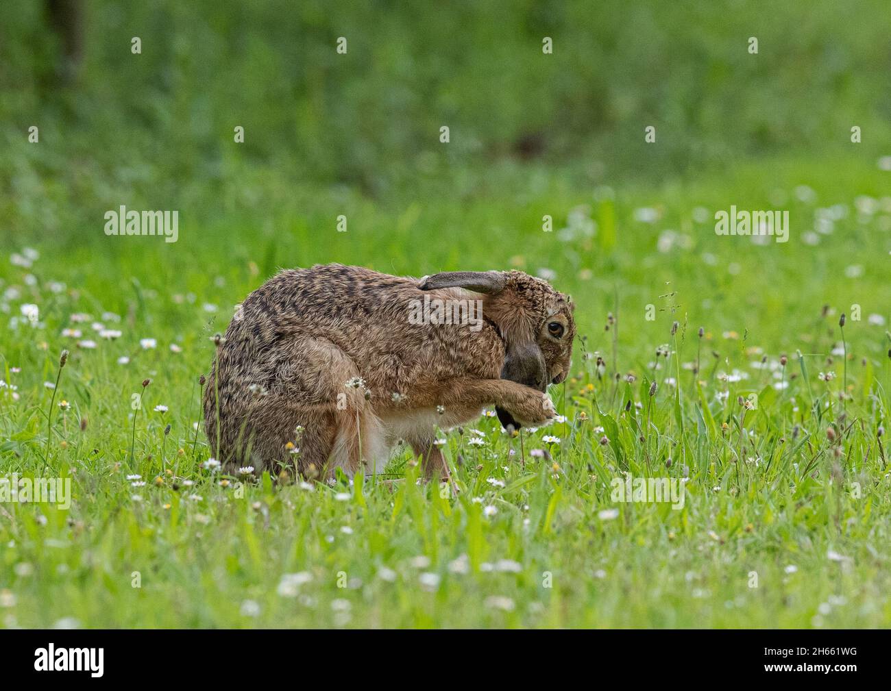 Brown hare lepus europaeus washing hi-res stock photography and images ...
