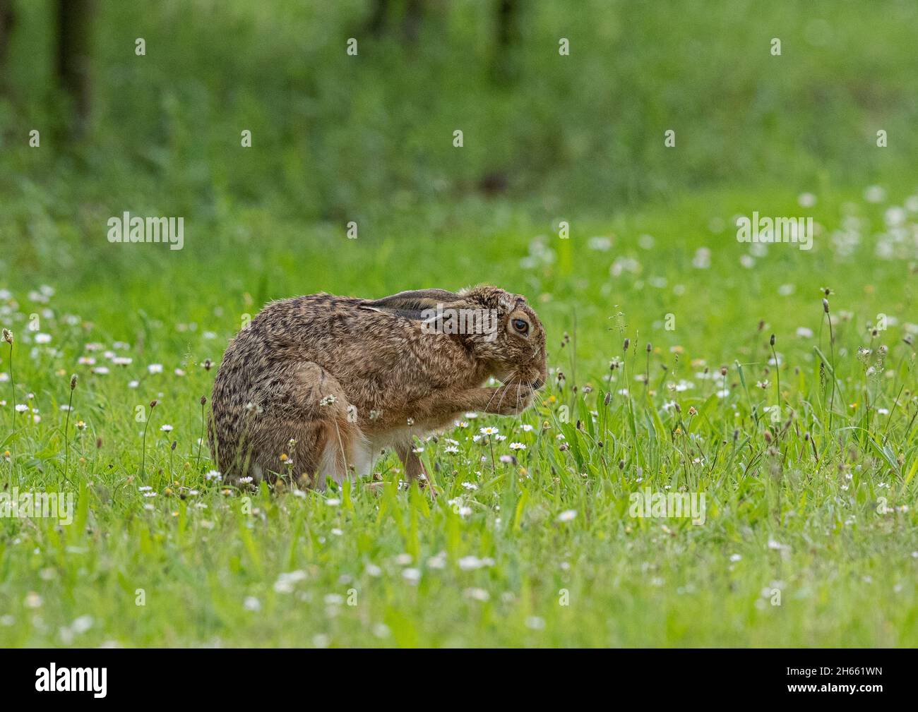 A Brown Hare starting its grooming routine by licking its paws. Suffolk ...