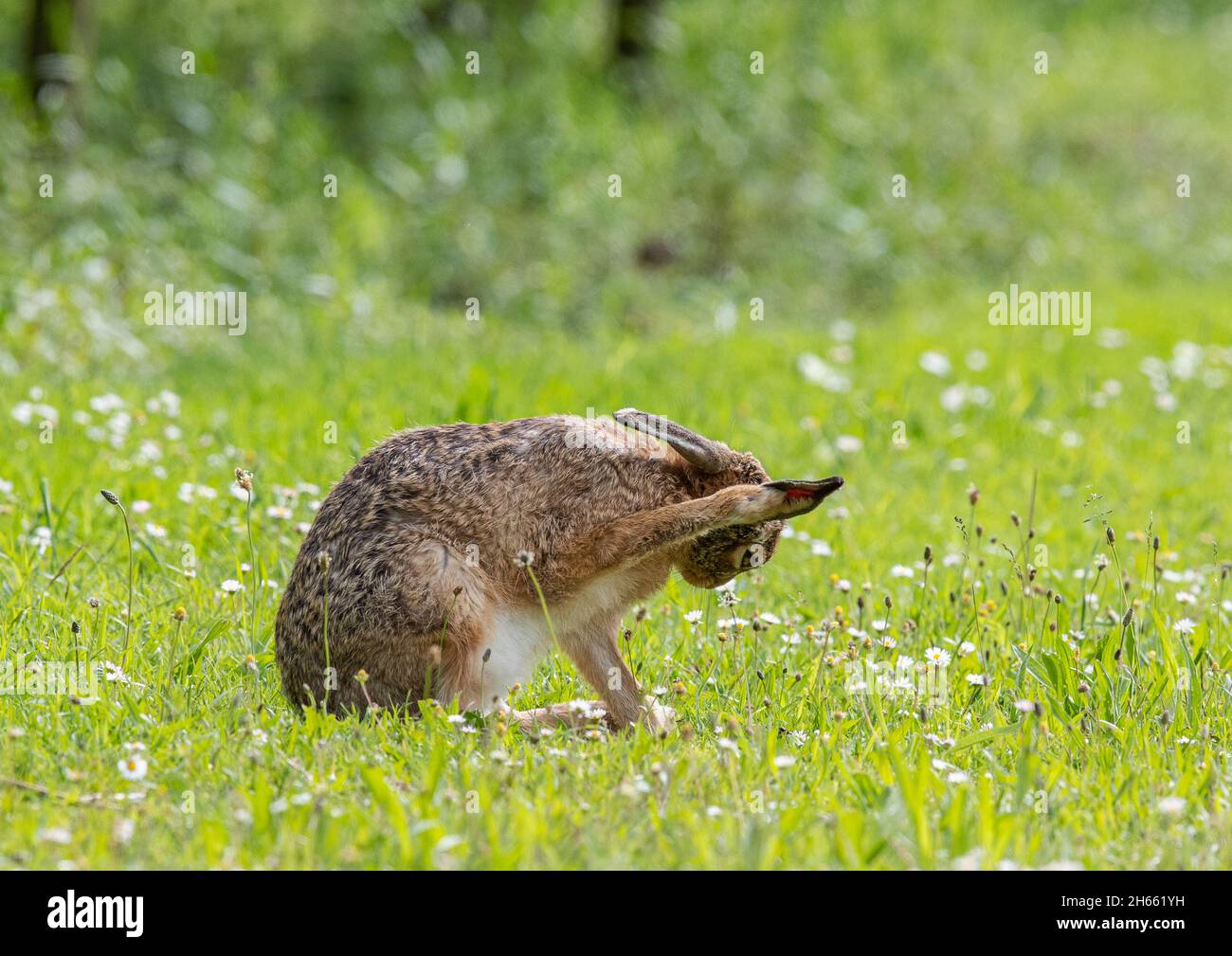 A Brown Hare carefully scratching inside his long ears with his paw ...
