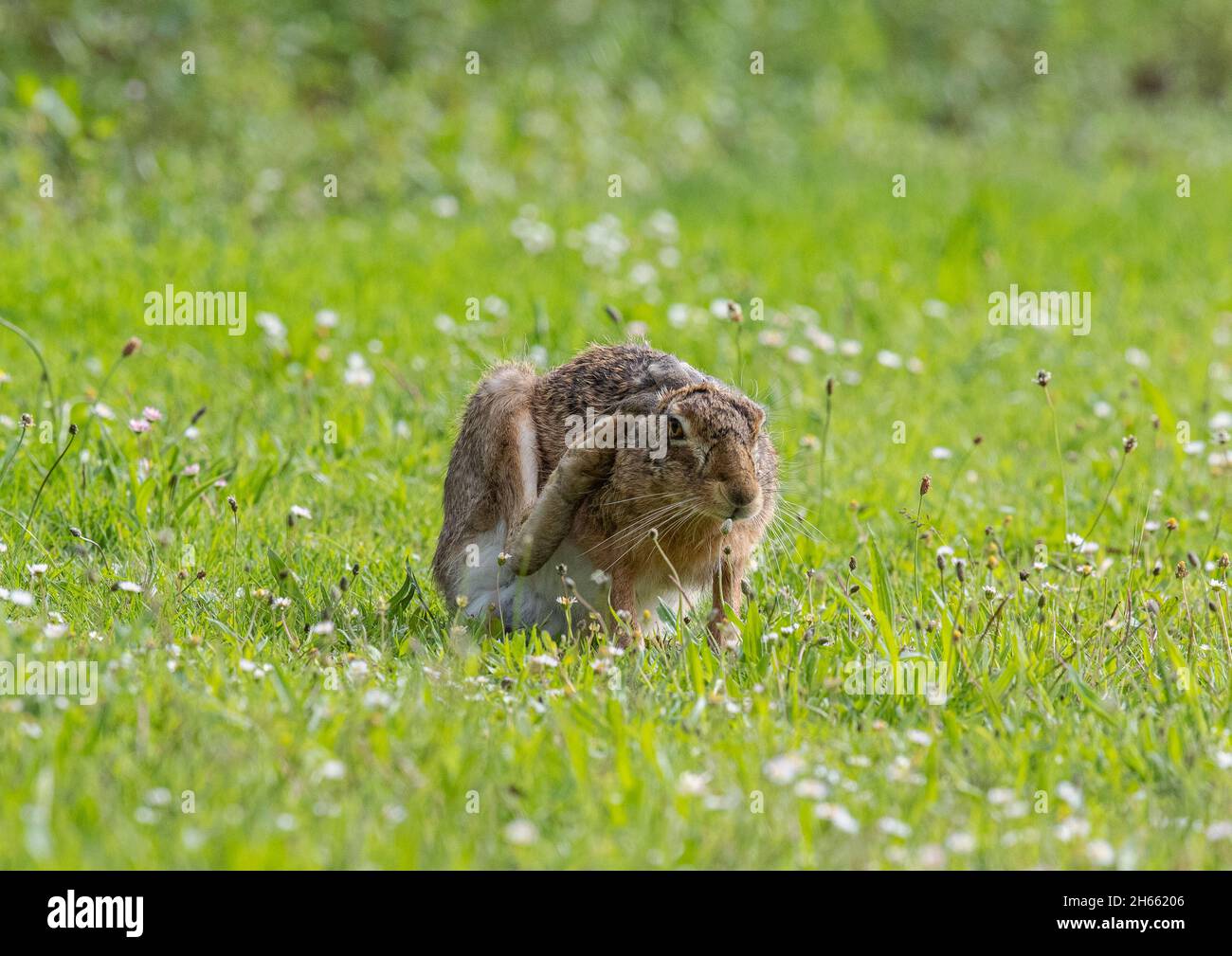 A Brown Hare carefull scatching inside his ear with a big hind foot ...