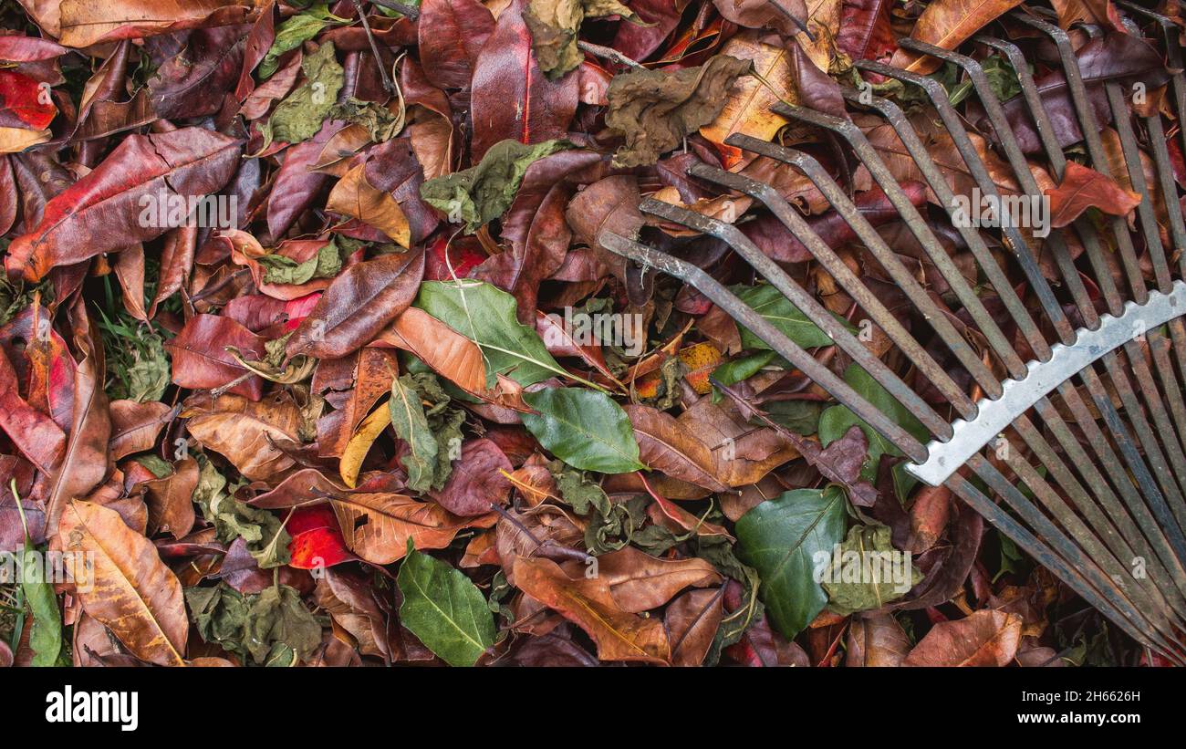 Sweeping autumn leaves hi-res stock photography and images - Alamy