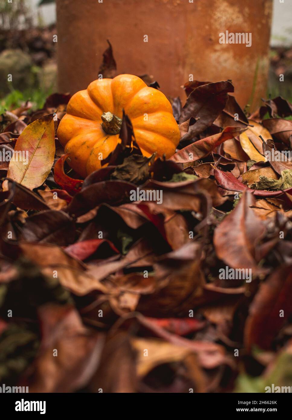Mini-pumpkin falling into fall leaves Stock Photo - Alamy