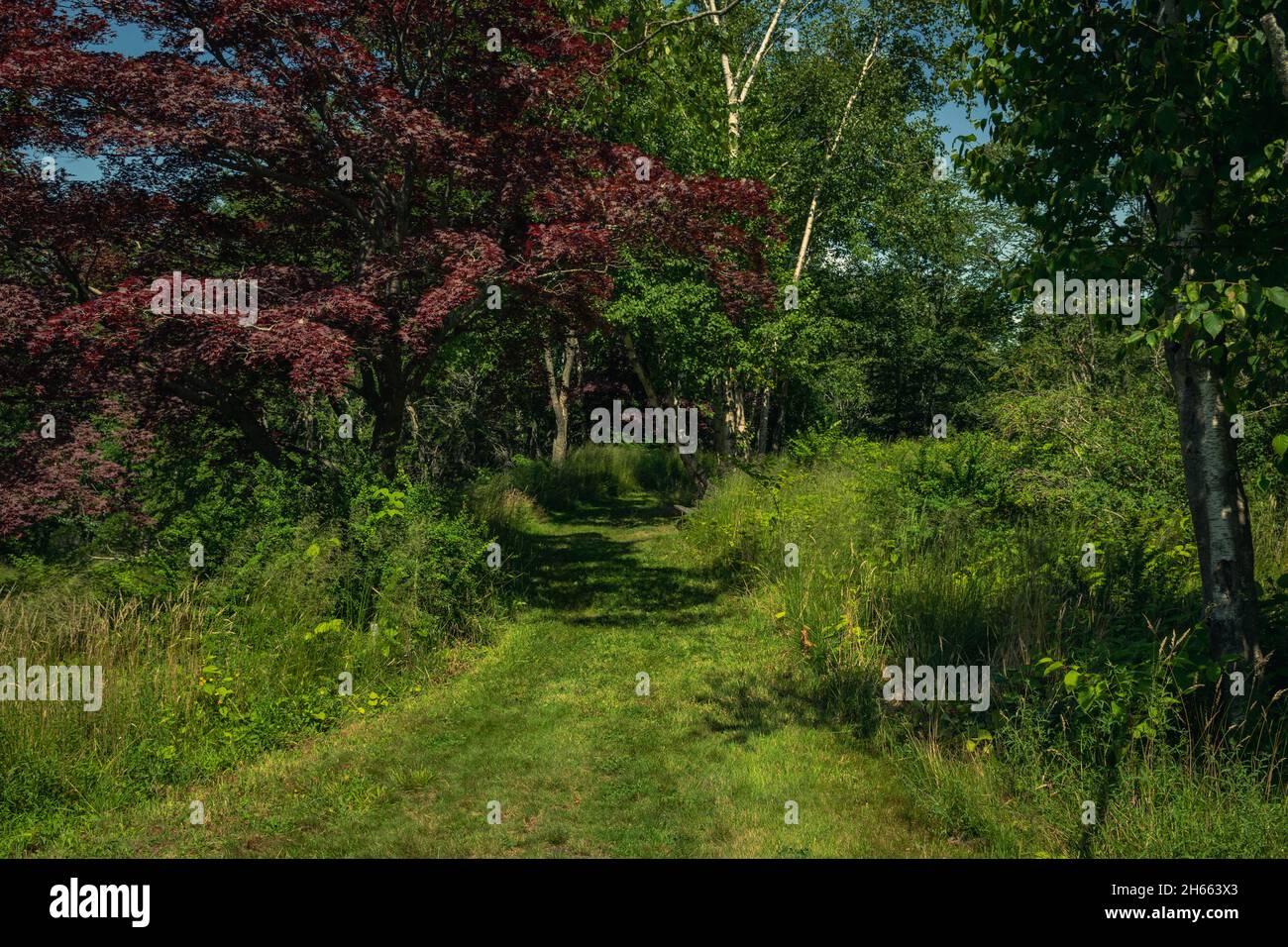 Purple leaf japanese maple hi-res stock photography and images - Alamy