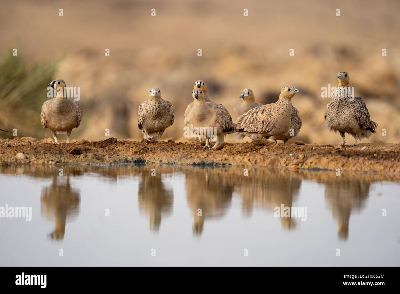Flock of Crowned sandgrouse drinking water in the desert Stock Photo ...