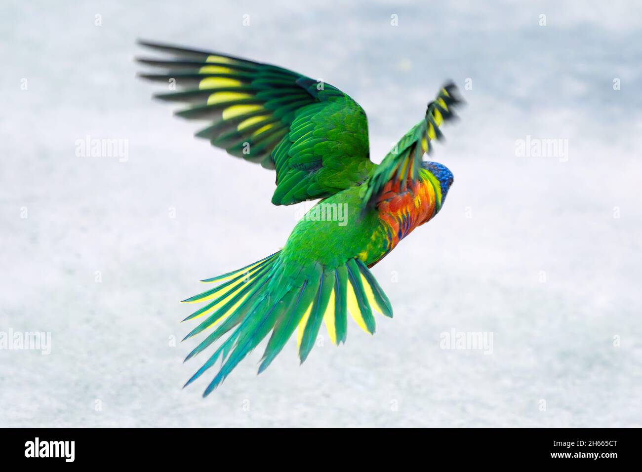 Rainbow Lory Flying