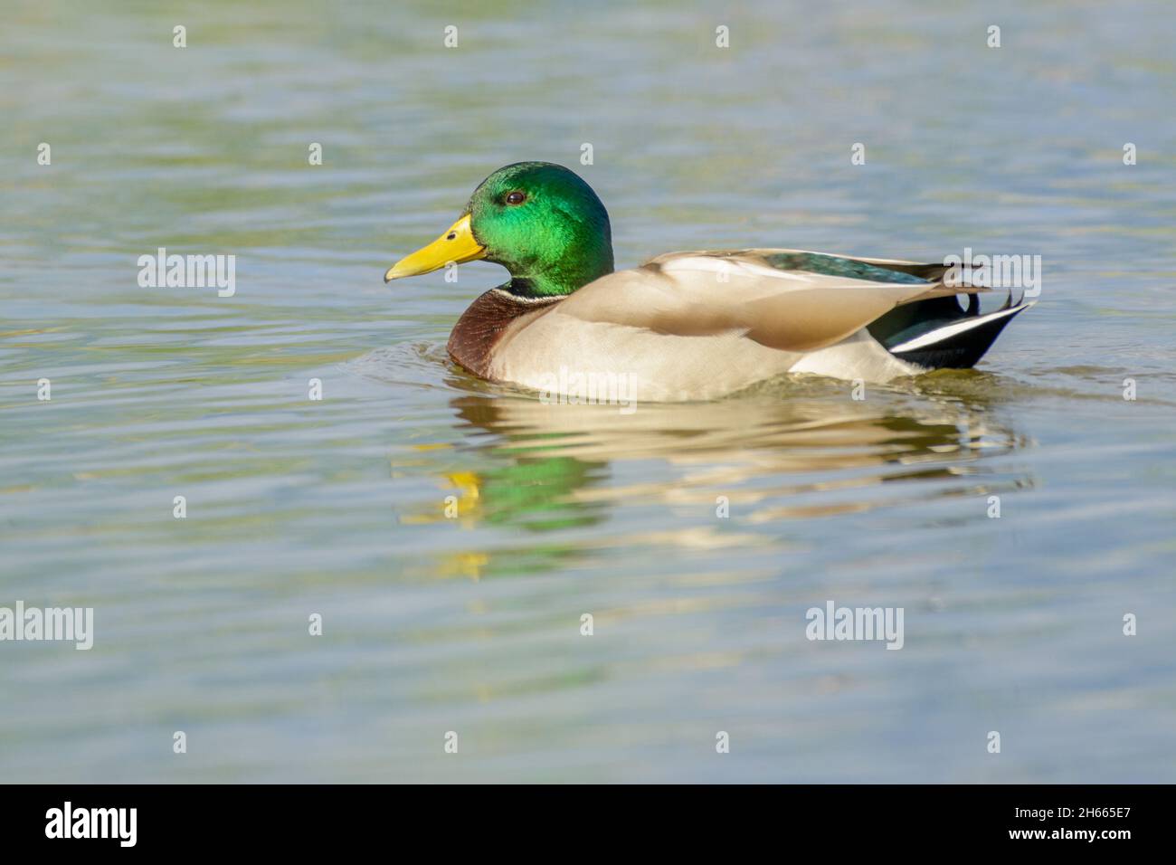Mallard Drake male duck portrait swimming on water Stock Photo - Alamy