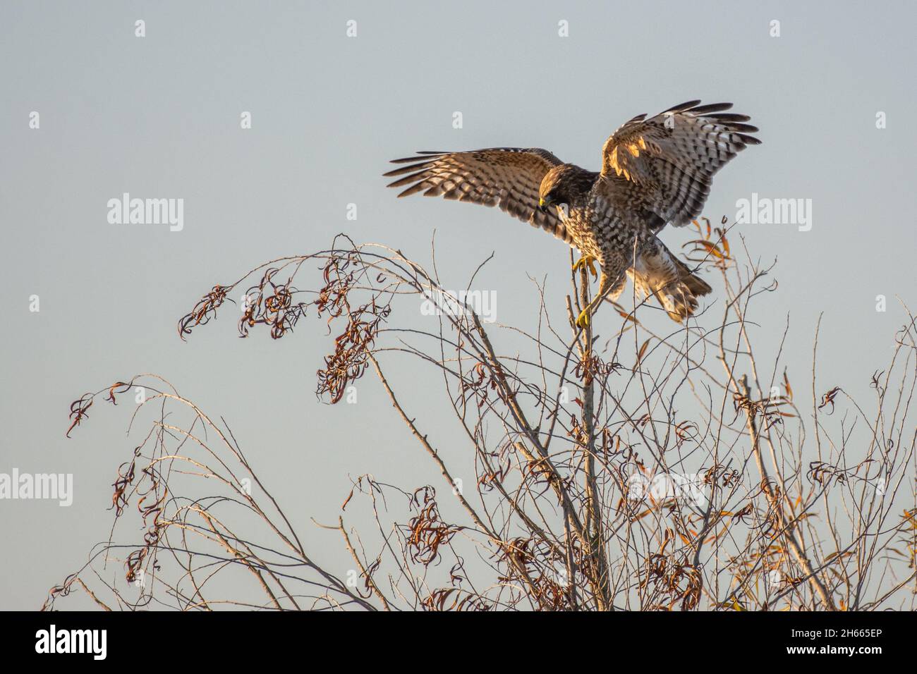 red shoulder hawk landing on tree top Stock Photo - Alamy