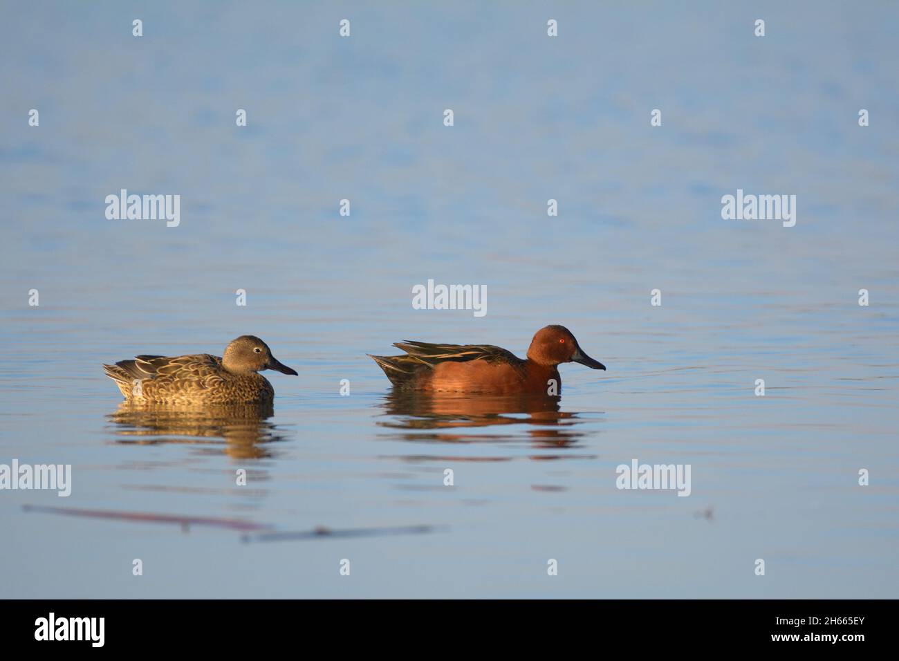 cinnamon teal male and female drake and hen ducks swimming Stock Photo ...