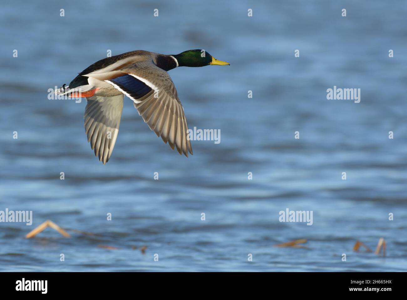 Mallard drake male duck flying low over water Stock Photo - Alamy
