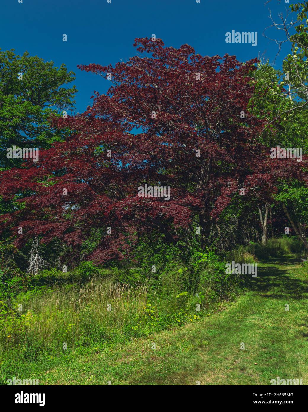 Black and white japanese maple hi-res stock photography and images - Alamy