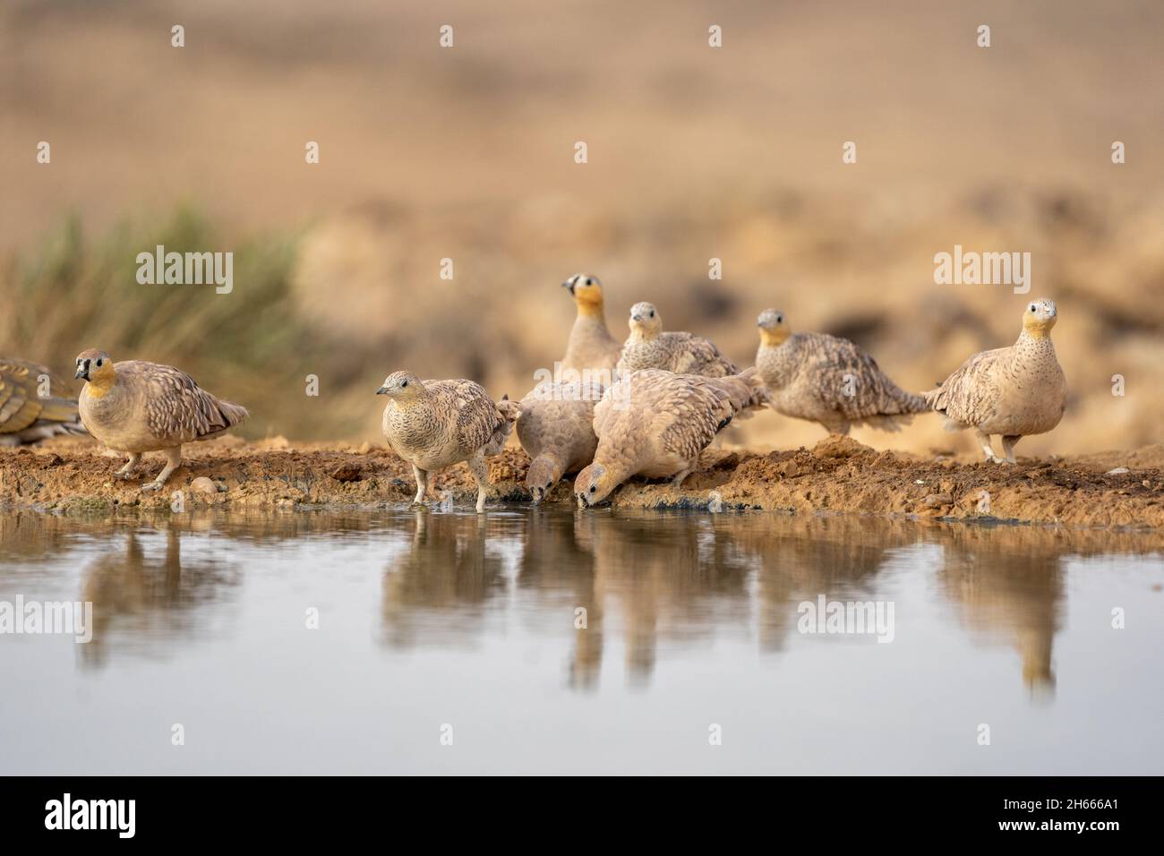 Flock of Crowned sandgrouse drinking water in the desert Stock Photo ...