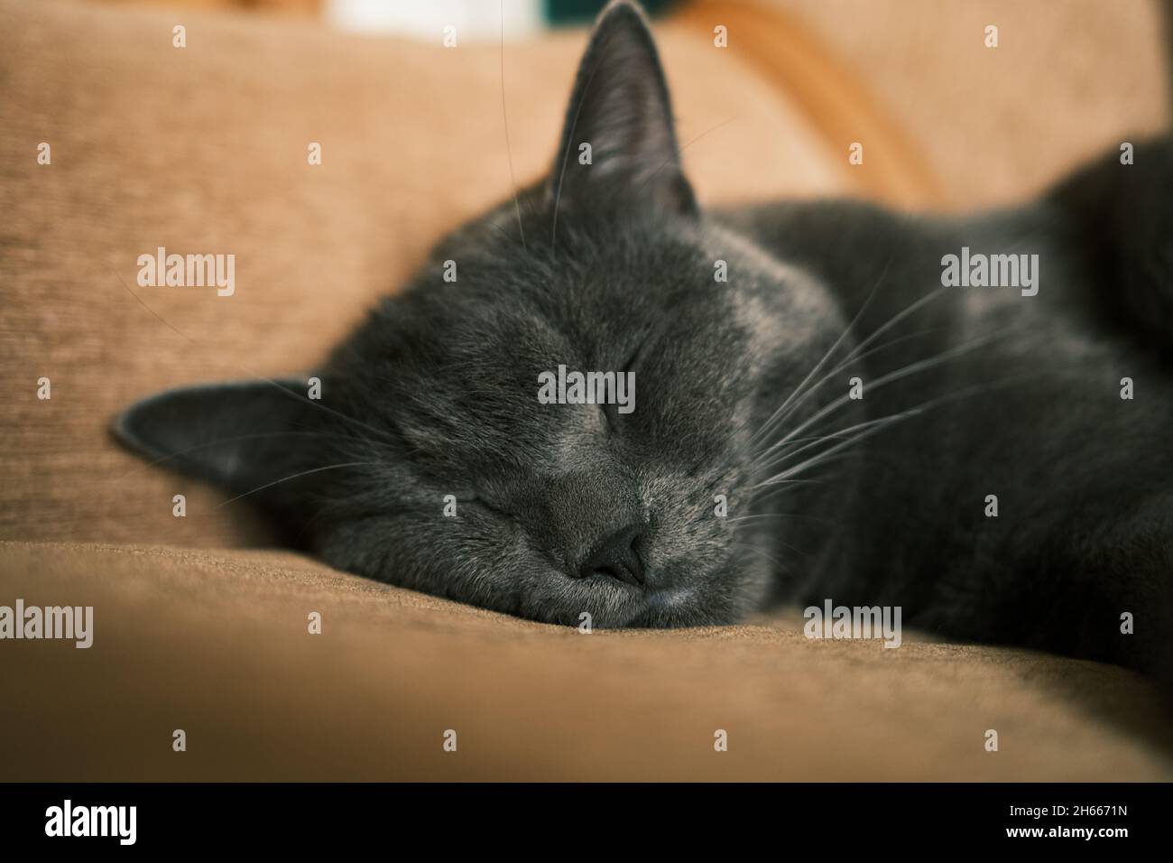 Close up photo of cute domestic grey cat sleeping on a couch at home ...