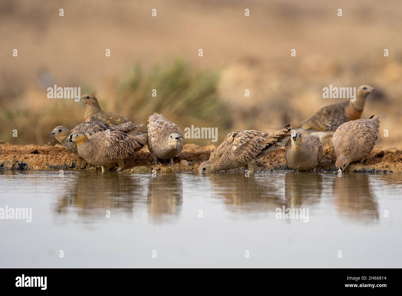 Flock of Crowned sandgrouse drinking water in the desert Stock Photo ...