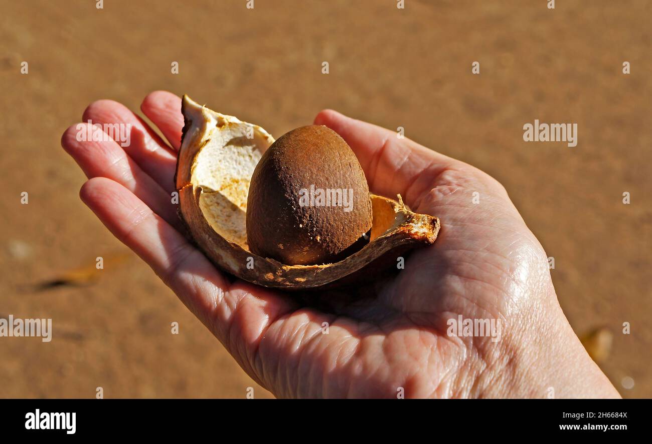 Crabwood tree seed or Andiroba seed (Carapa guianensis) on hand, Rio ...