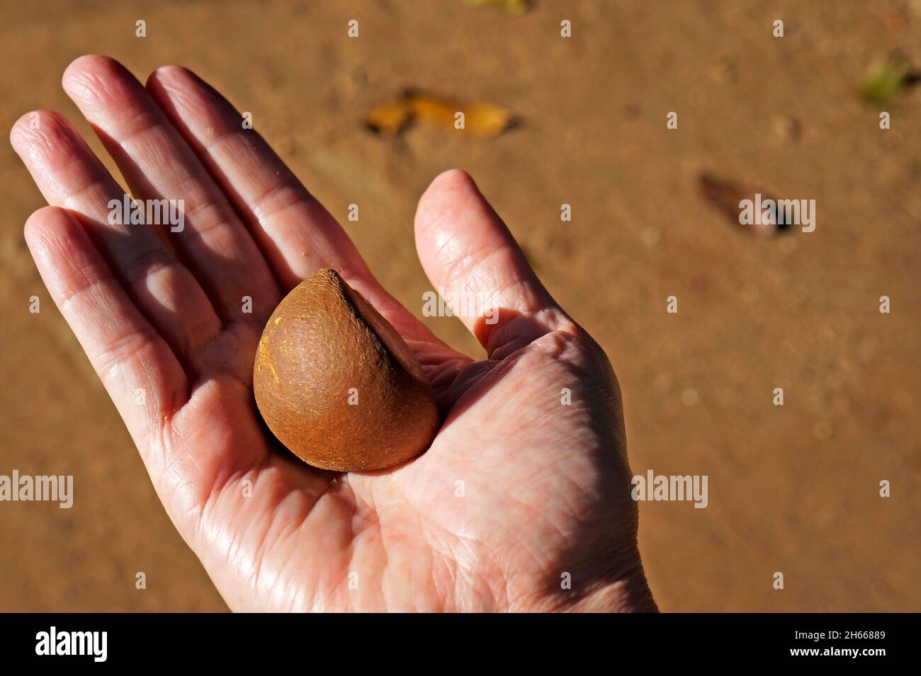 Crabwood tree seed or Andiroba seed (Carapa guianensis) on hand, Rio ...