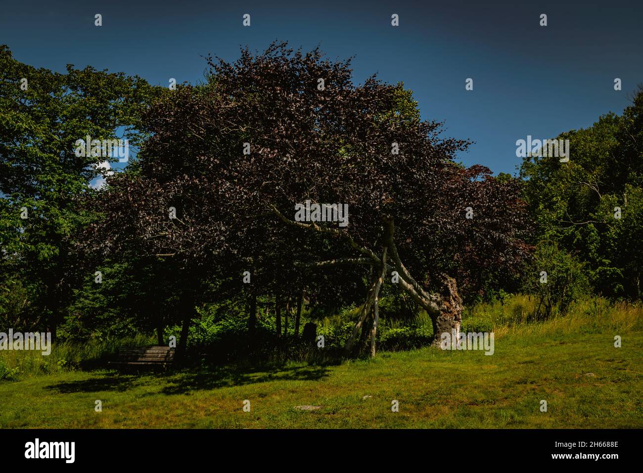 Copper beech tree hi-res stock photography and images - Alamy
